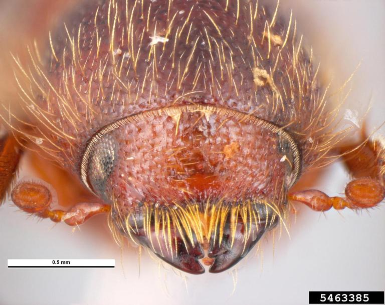 bark beetle (Dryocoetes autographus (Ratzeburg, 1837))