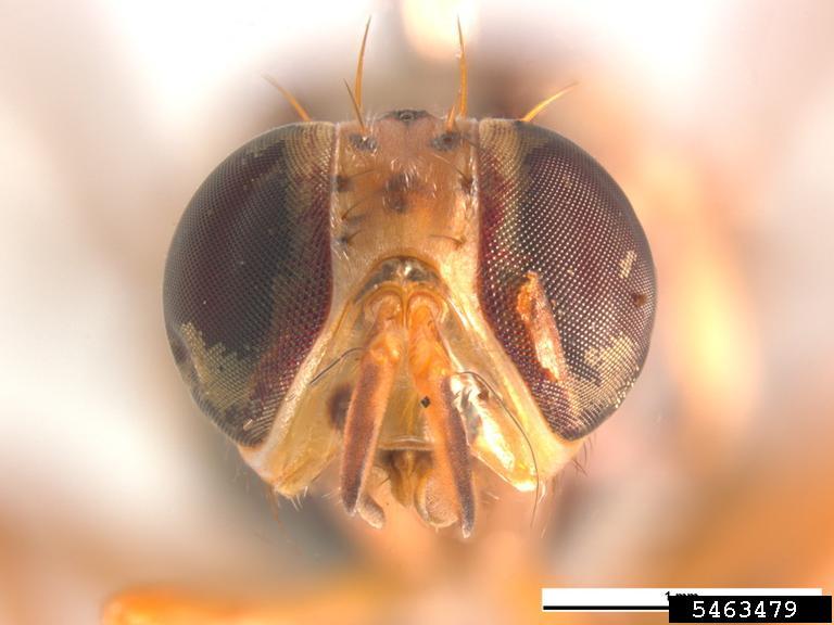 Queensland fruit fly (Bactrocera tryoni (Froggatt, 1897))