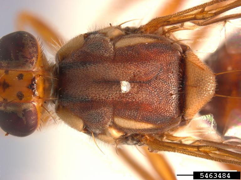 Queensland fruit fly (Bactrocera tryoni)