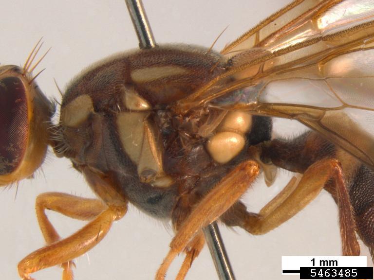 Queensland fruit fly (Bactrocera tryoni (Froggatt, 1897))