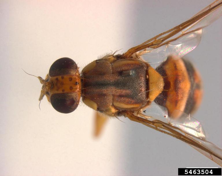 wild tobacco fly (Bactrocera cacuminata (Hering, 1941))