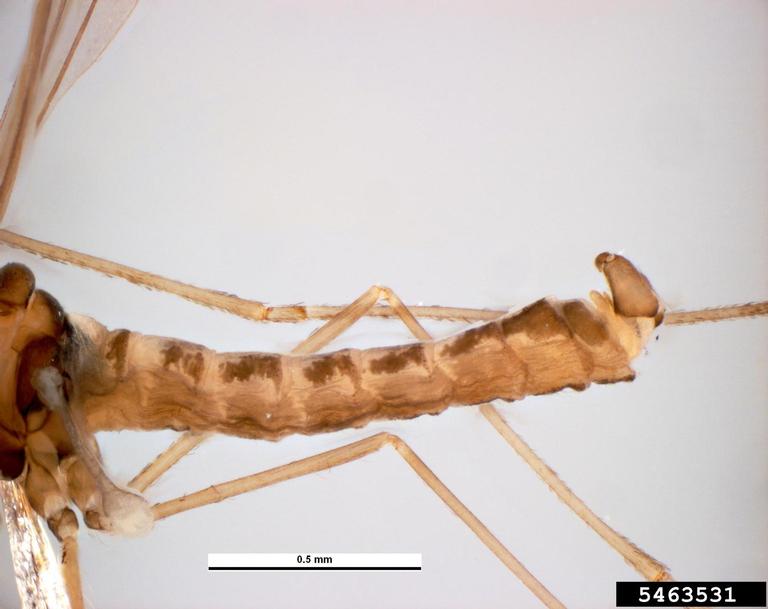 Hessian fly (Mayetiola destructor)