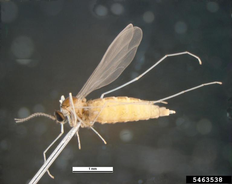 Hessian fly (Mayetiola destructor (Say, 1817))