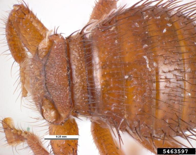 bee louse (Braula coeca)