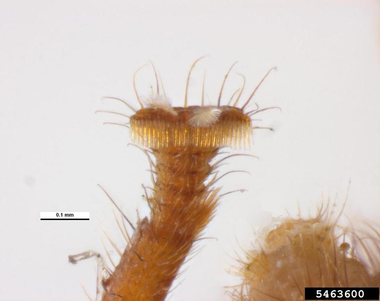 bee louse (Braula coeca Nitzsch, 1818)