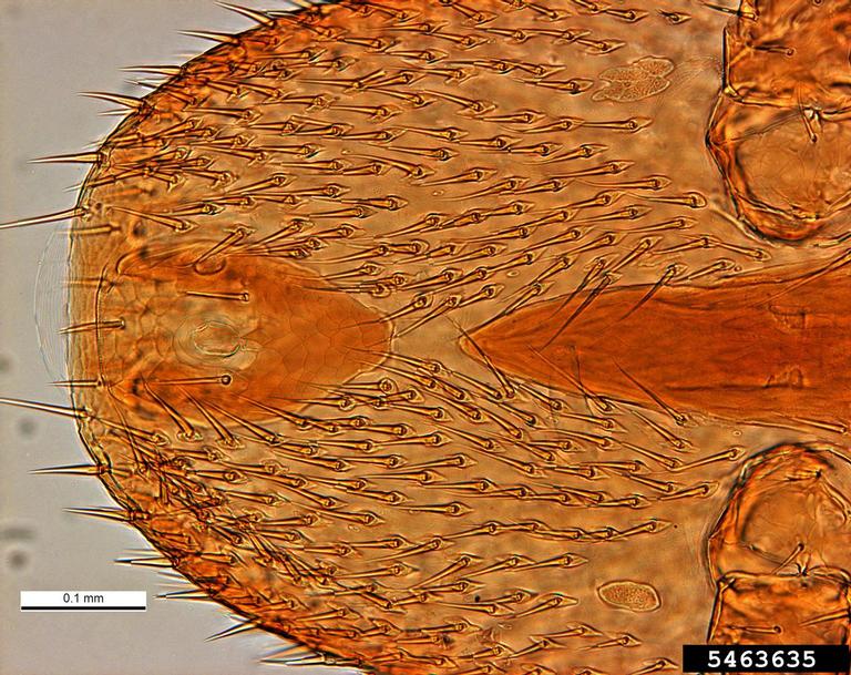 asian bee mite (Tropilaelaps mercedesae Anderson and Morgan, 2007)