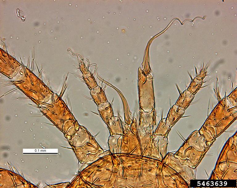 asian bee mite (Tropilaelaps mercedesae Anderson and Morgan, 2007)