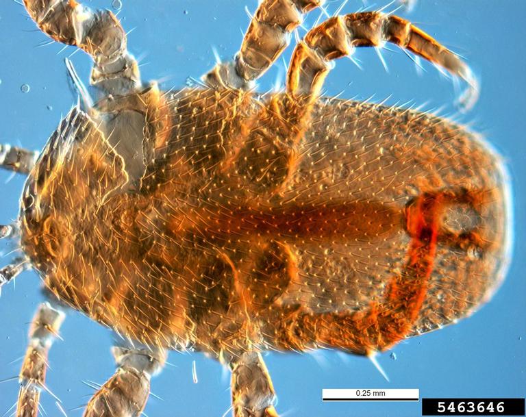 asian bee mite (Tropilaelaps mercedesae Anderson and Morgan, 2007)