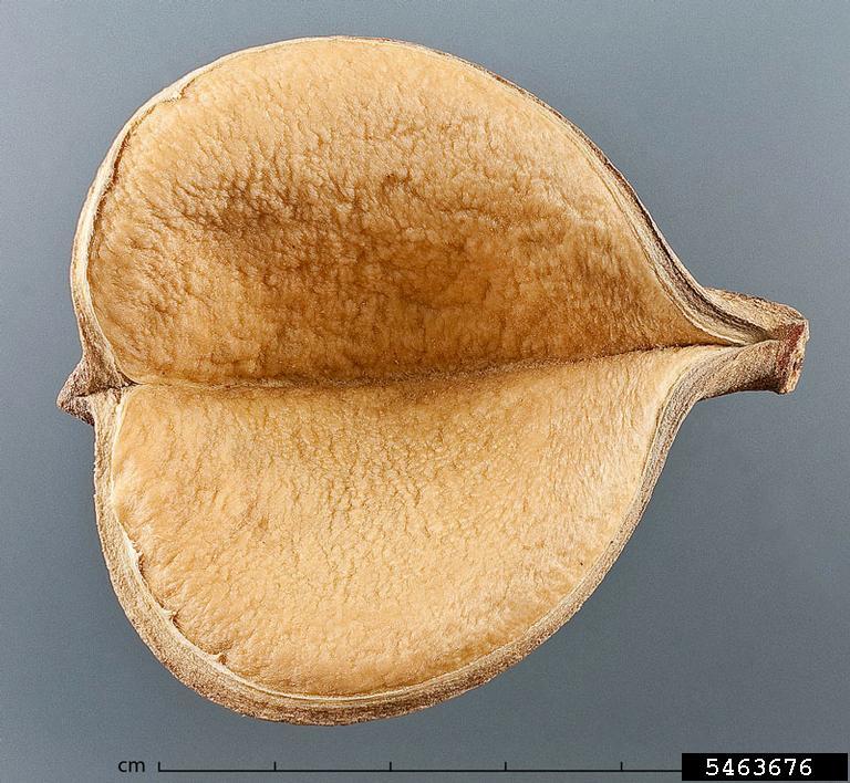 Aspidosperma (Aspidosperma cuspa)