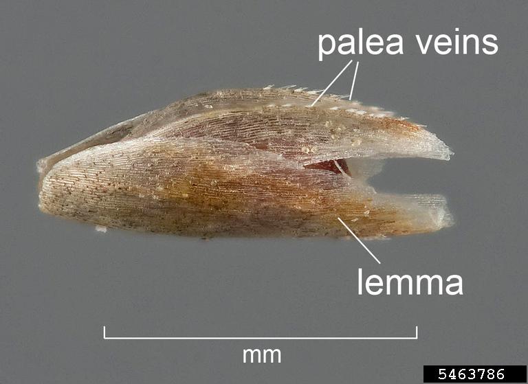 India lovegrass (Eragrostis pilosa)