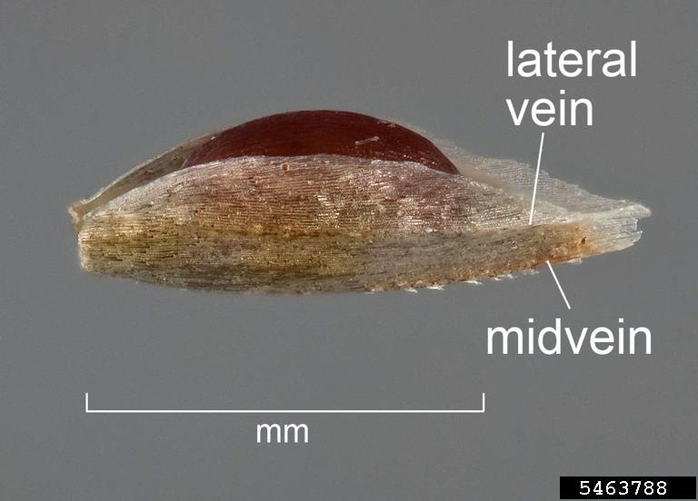 India lovegrass (Eragrostis pilosa (L.) Beauv)