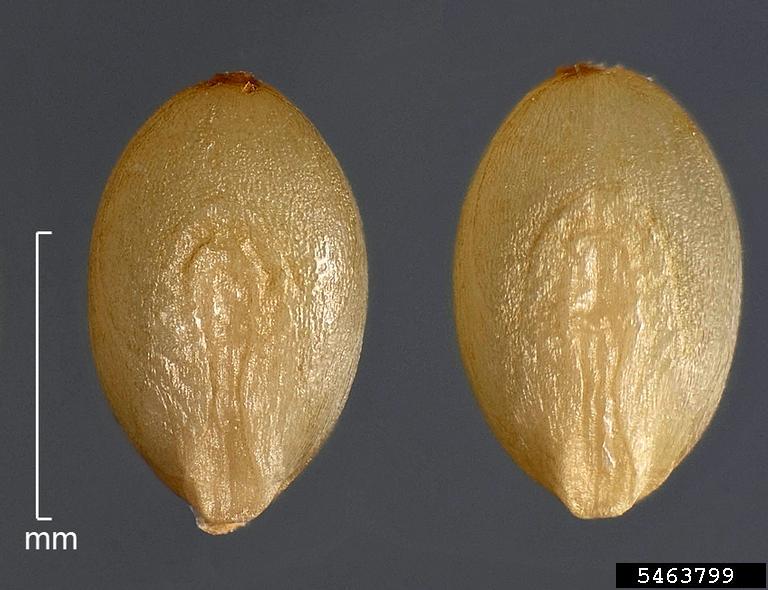 prairie cupgrass (Eriochloa contracta A.S. Hitchc)