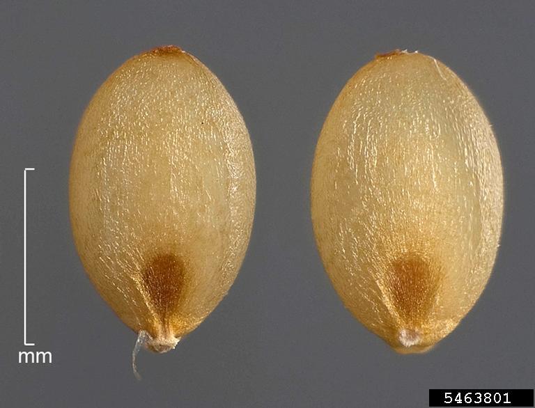 prairie cupgrass (Eriochloa contracta A.S. Hitchc)