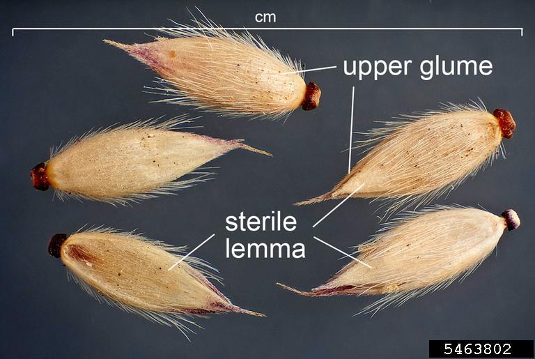 prairie cupgrass (Eriochloa contracta A.S. Hitchc)