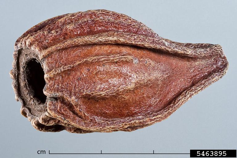 pear gum (Eucalyptus stoatei C. A. Gardner)