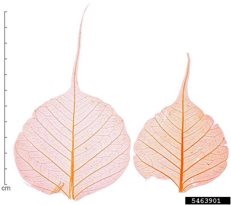 peepul tree (Ficus religiosa L.)