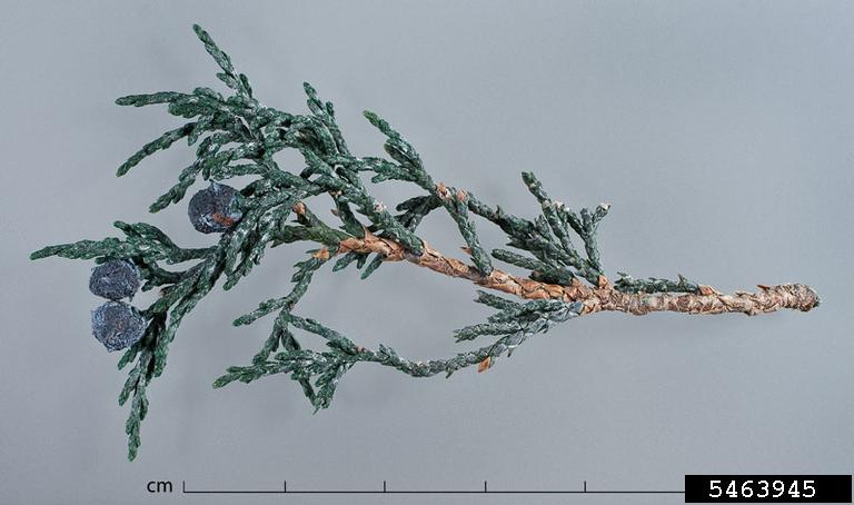 Himalayan pencil juniper (Juniperus semiglobosa)