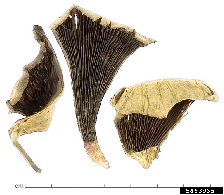 Lentinus mushroom (Lentinus polychrous Lév.)