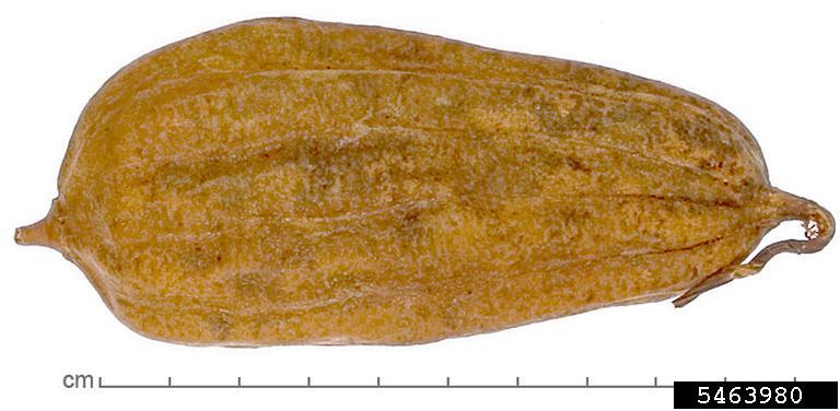sinkwa towelsponge (Luffa acutangula (L.) Roxb.)