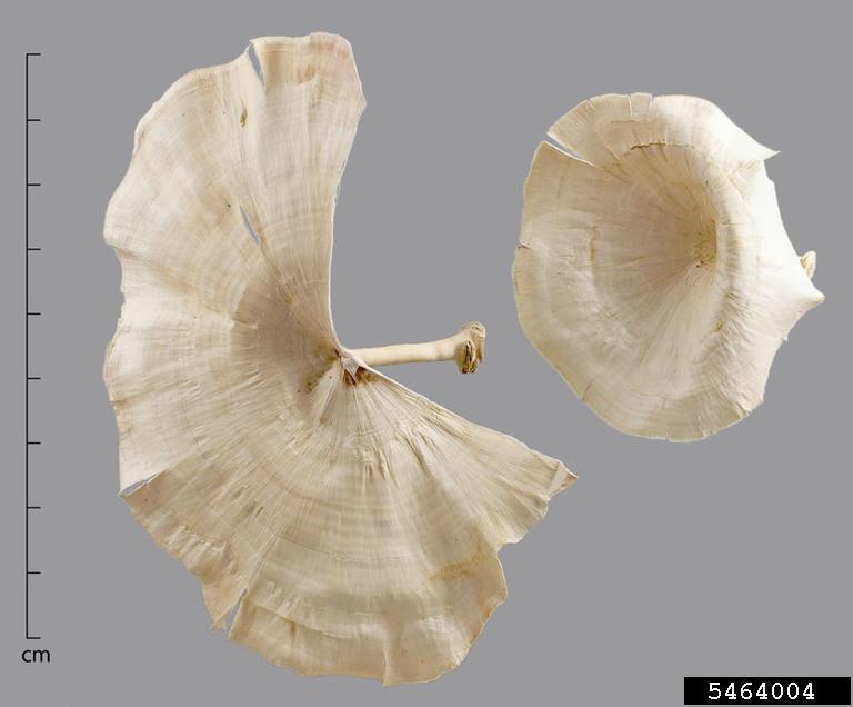 Microporus fungi (Microporus xanthopus (Fr.) Kuntze)