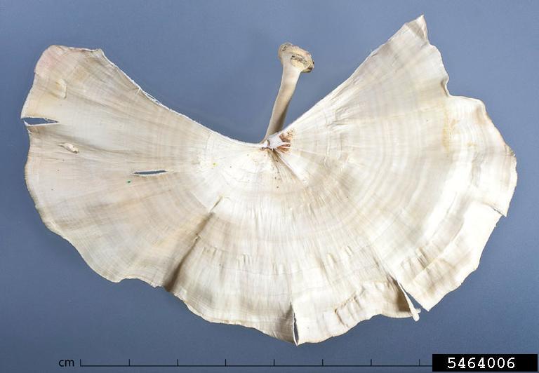 Microporus fungi (Microporus xanthopus (Fr.) Kuntze)