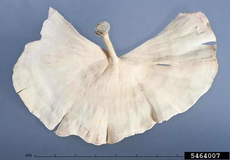 Microporus fungi (Microporus xanthopus (Fr.) Kuntze)