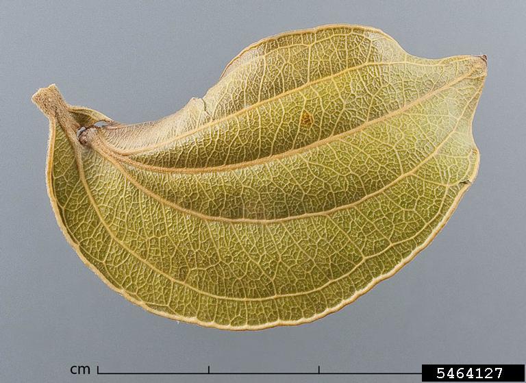 strychnos (Strychnos pseudoquina A. St.-Hil.)