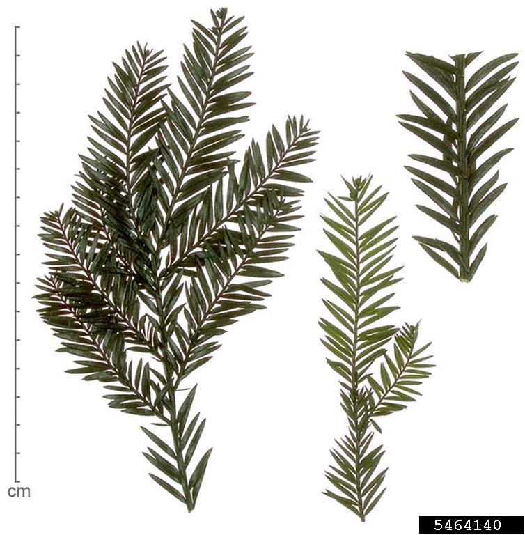 yew (Genus Taxus L.)