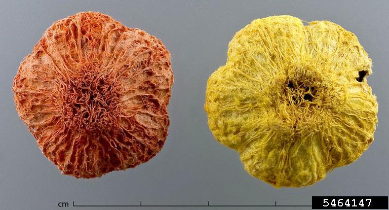 portia tree (Thespesia populnea)