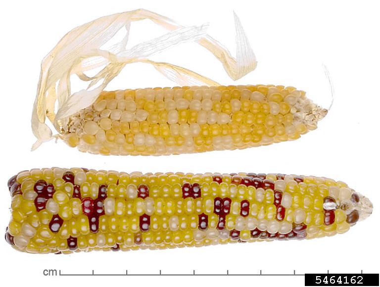 corn (Zea mays)