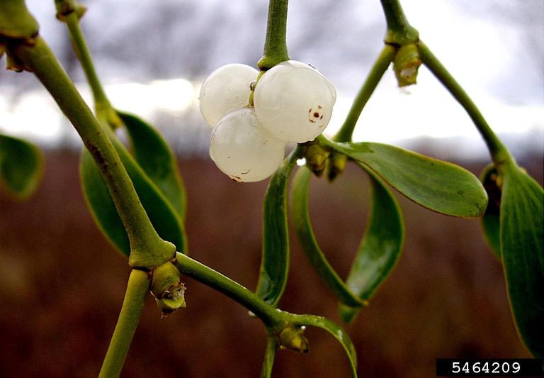 European mistletoe (Viscum album L.)