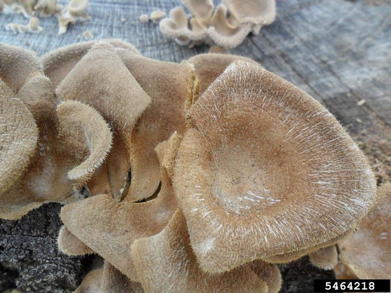 Lentinus mushroom (Lentinus strigosus (Schwein.) Fr.)