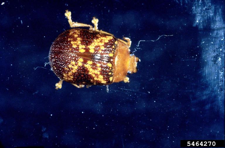 tortoise beetle (Paropsis aspera Chapius, 1877)