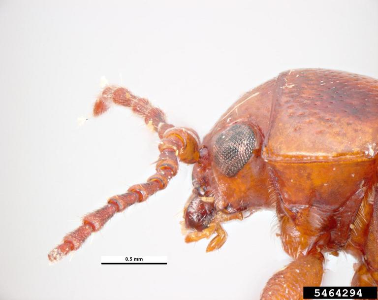 bronze beetle (Eucolaspis brunnea (Fabricius, 1792))