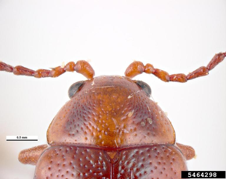 bronze beetle (Eucolaspis brunnea)