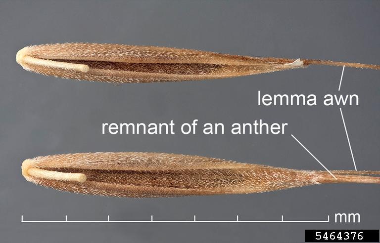 western fescue (Festuca occidentalis)