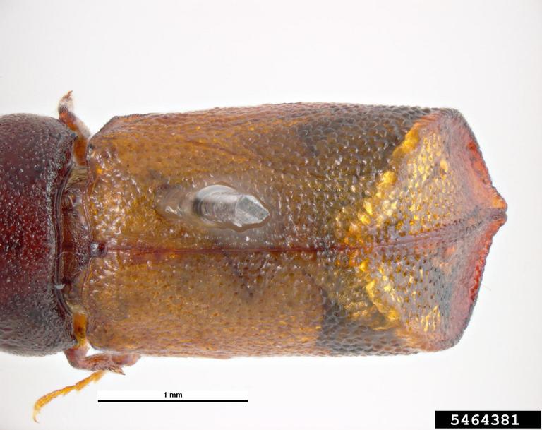 false powder-post beetle (Xylopsocus capucinus)