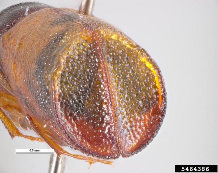 false powder-post beetle (Xylopsocus capucinus (Fabricius, 1781))