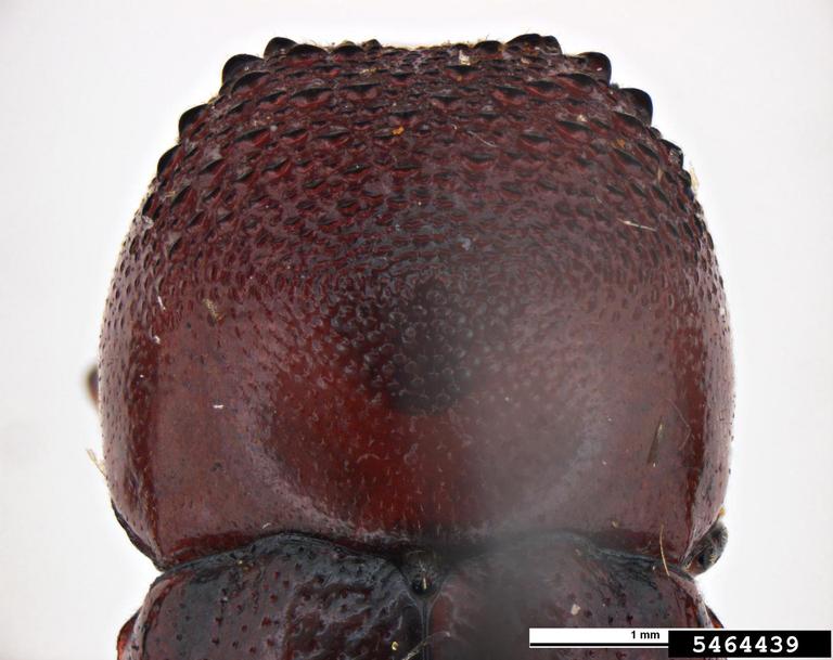 powderpost beetle (Xylopsocus rubidus Lesne, 1901)