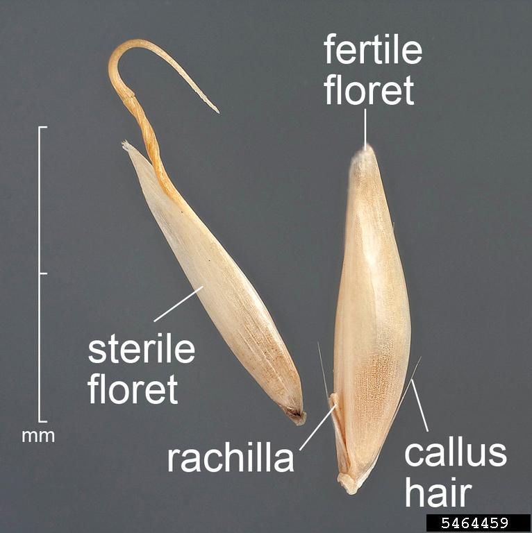 common velvetgrass (Holcus lanatus L.)