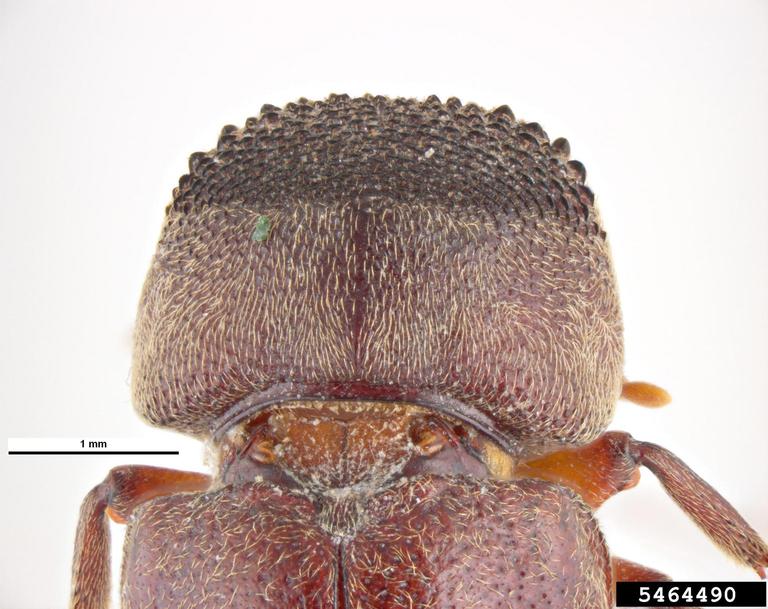 auger beetle (Xyloperthella crinitarsis Oliver)