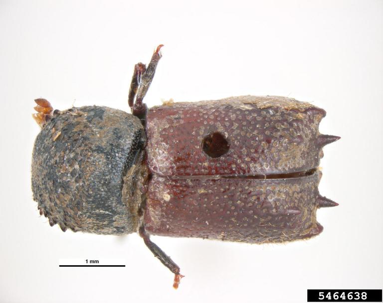 auger beetle (Sinoxylon sexdentatum (Olivier, 1790))
