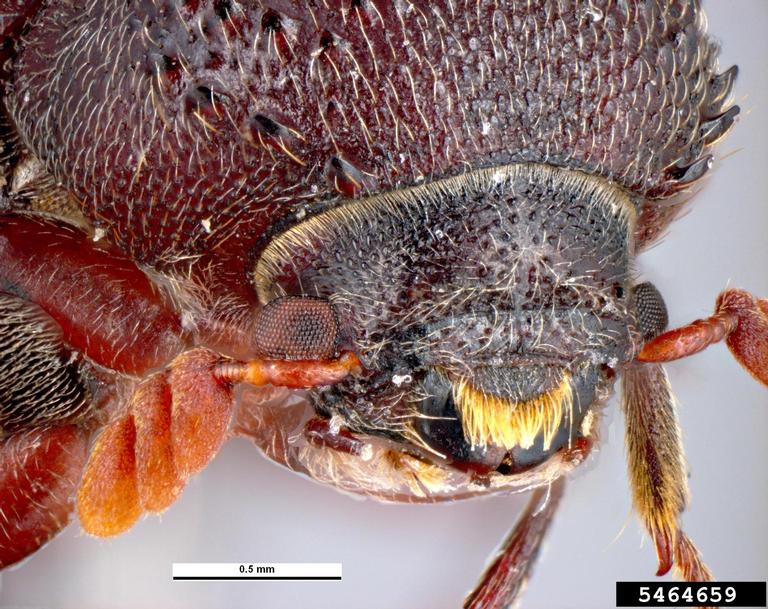 auger beetle (Sinoxylon ruficorne Fåhraeus, 1872)