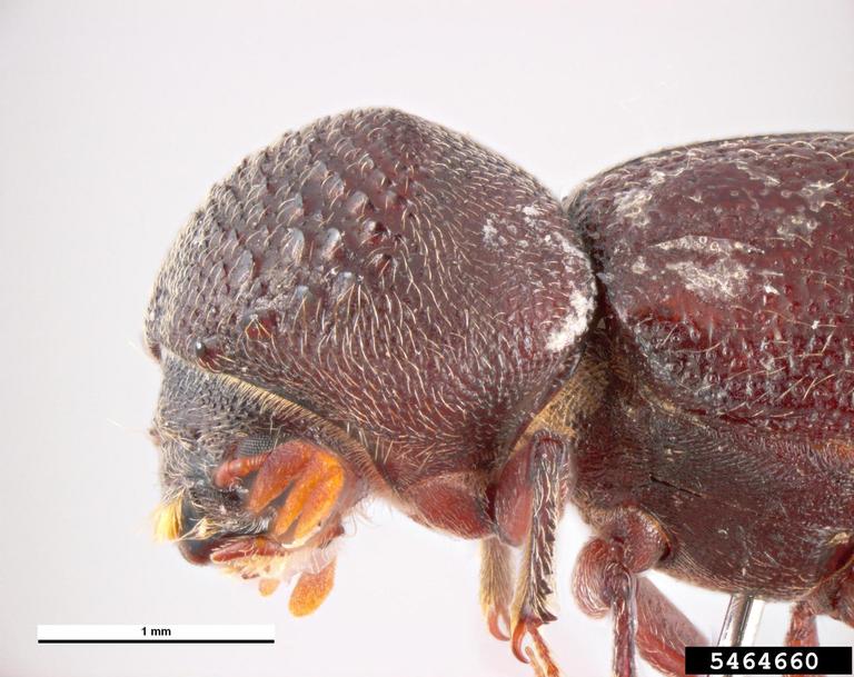 auger beetle (Sinoxylon ruficorne)