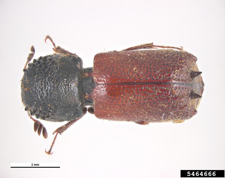 vine borer (Sinoxylon perforans (Schrank, 1789))