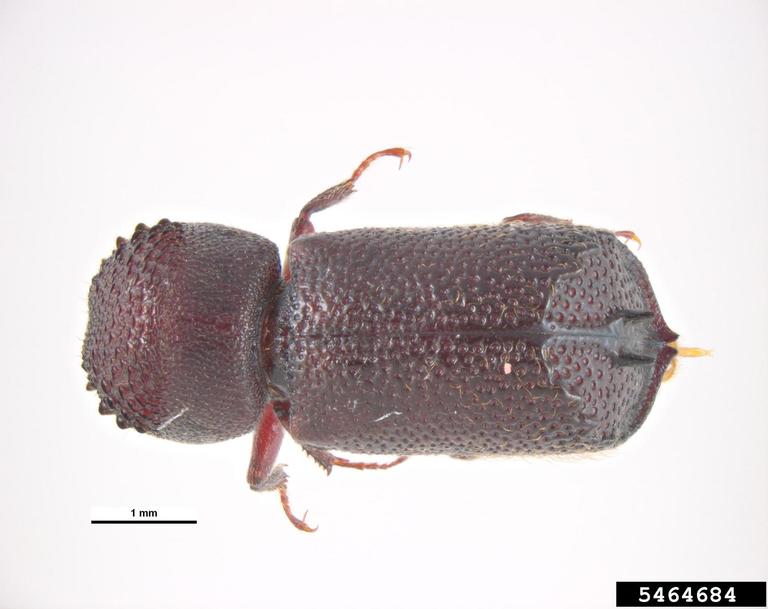 auger beetle (Sinoxylon indicum Lesne, 1897)