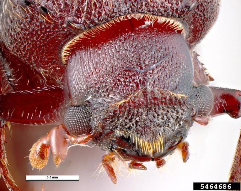 auger beetle (Sinoxylon indicum Lesne, 1897)