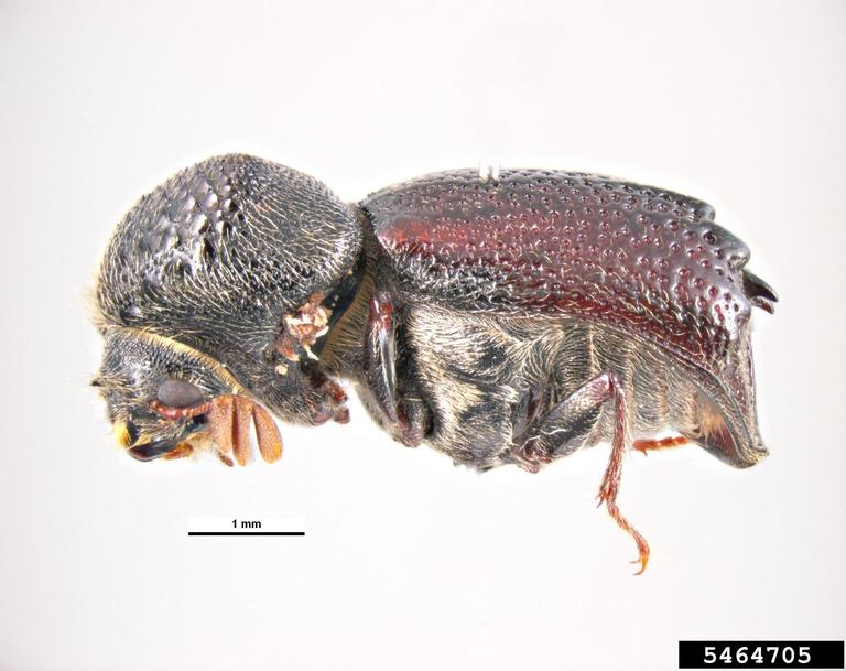 auger beetle (Sinoxylon bellicosum Lesne, 1906)