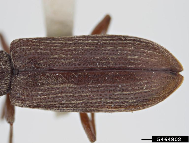 powderpost beetle (Lyctus opaculus LeConte, 1866)