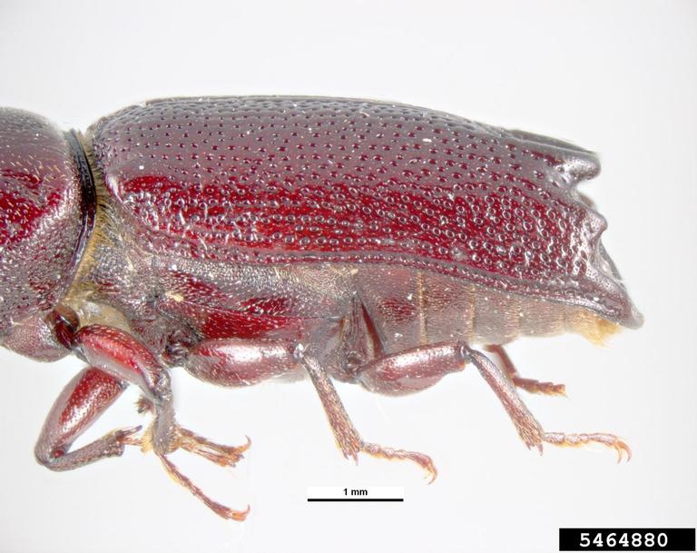 auger beetle (Heterobostrychus pileatus)